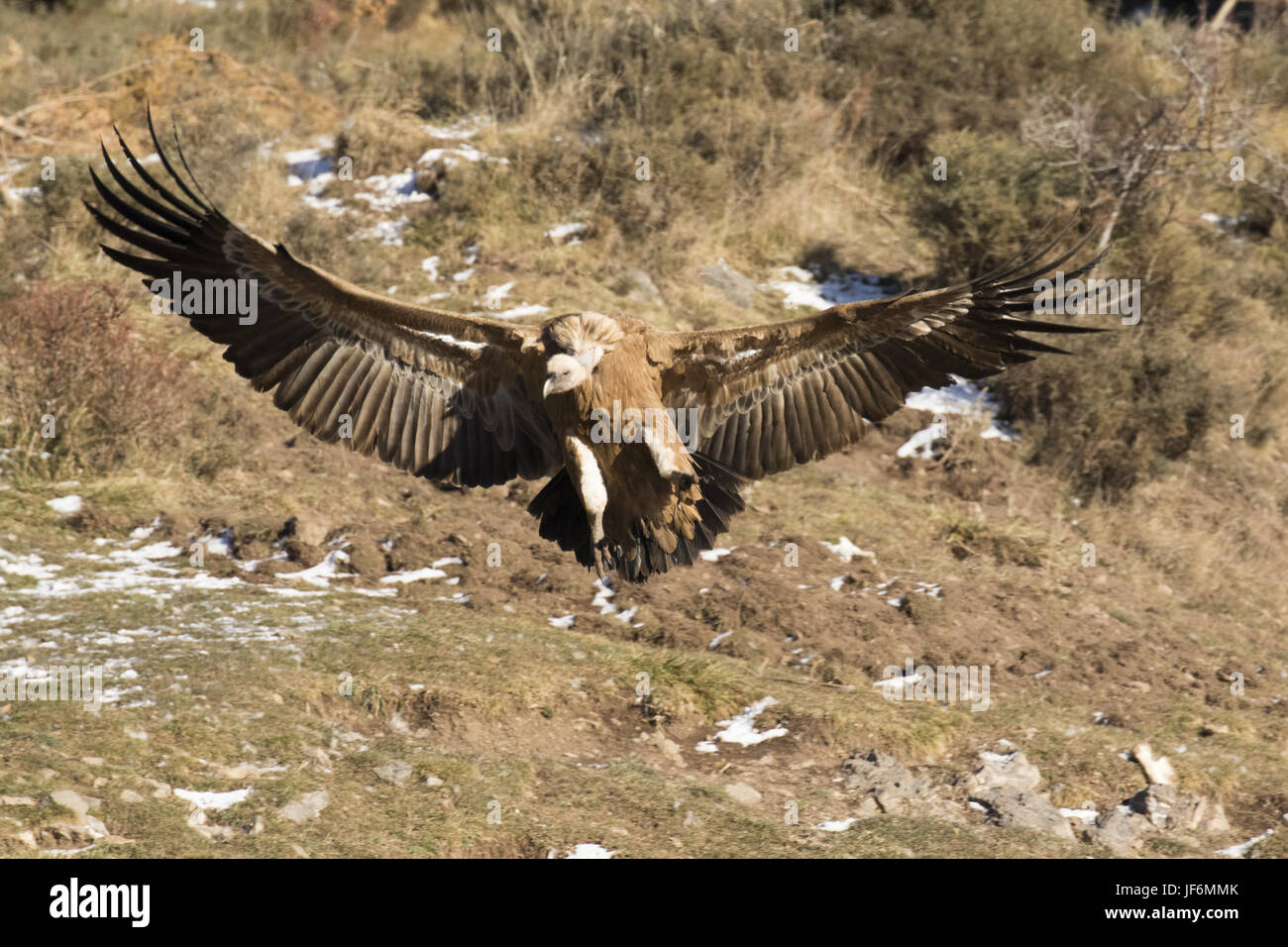 Eurasian griffon hi-res stock photography and images - Alamy