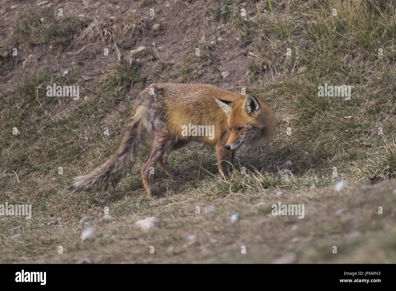 Rock ill hi-res stock photography and images - Alamy