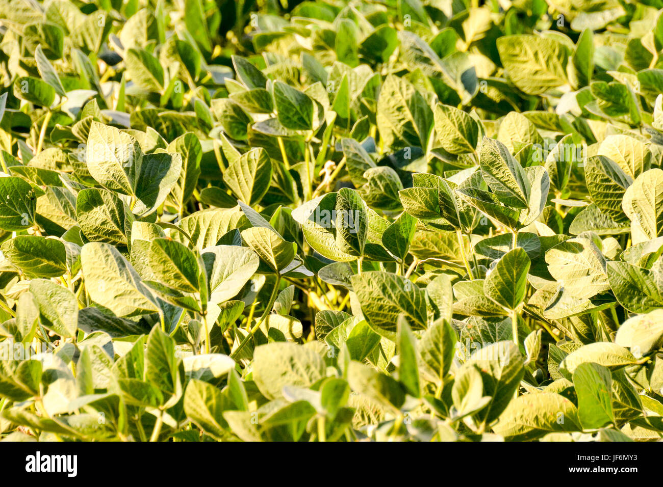 Soy Bean Plant Field Stock Photo - Alamy