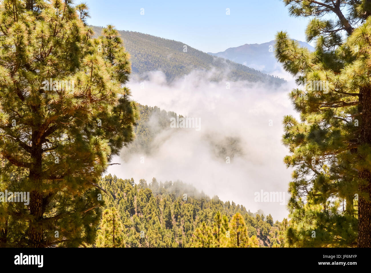 Pine Tree View Stock Photo - Alamy