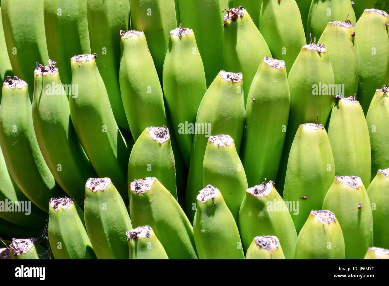 Banana Plantation Field Stock Photo - Alamy