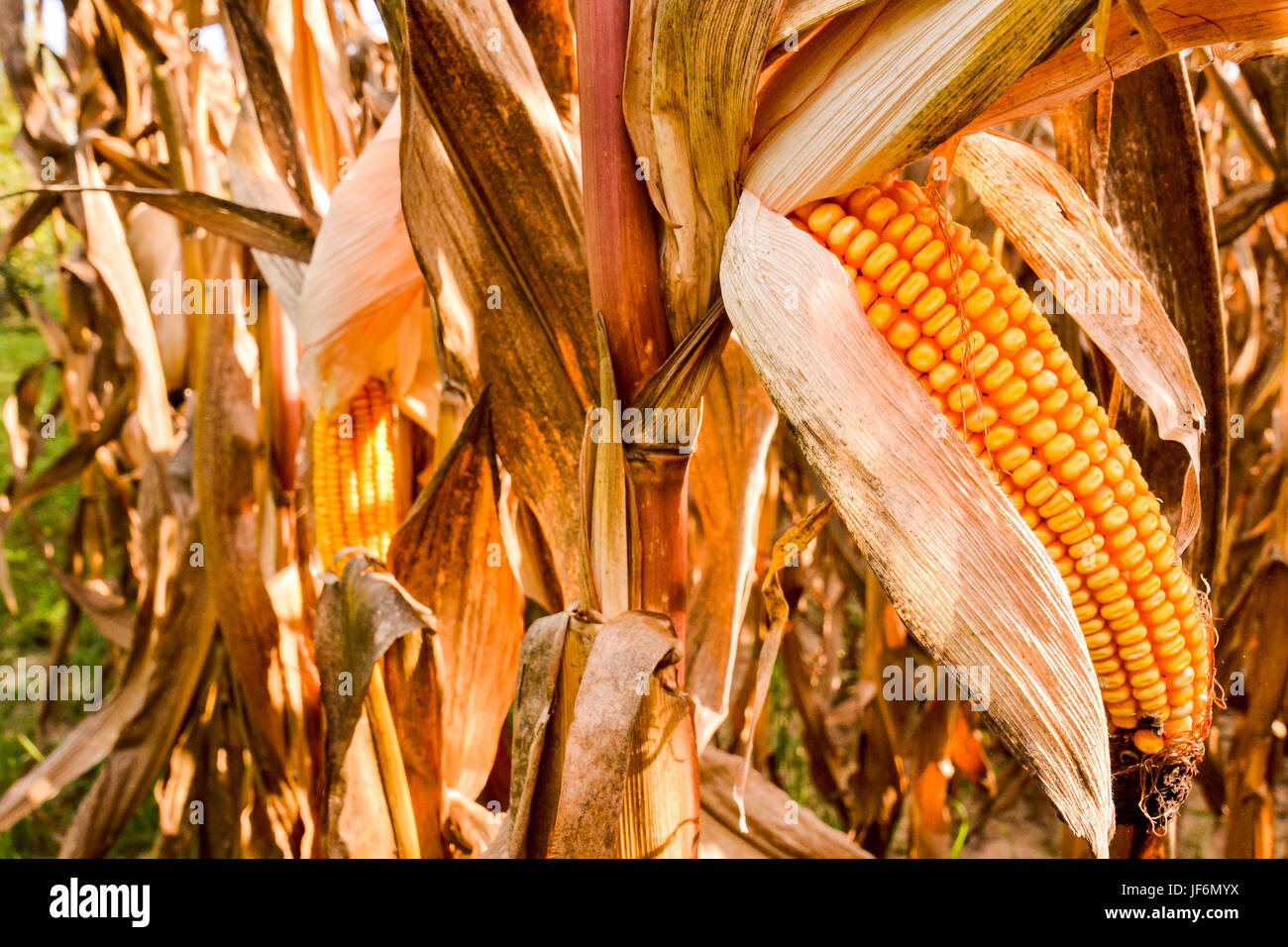 Corn Plant Background Stock Photo - Alamy