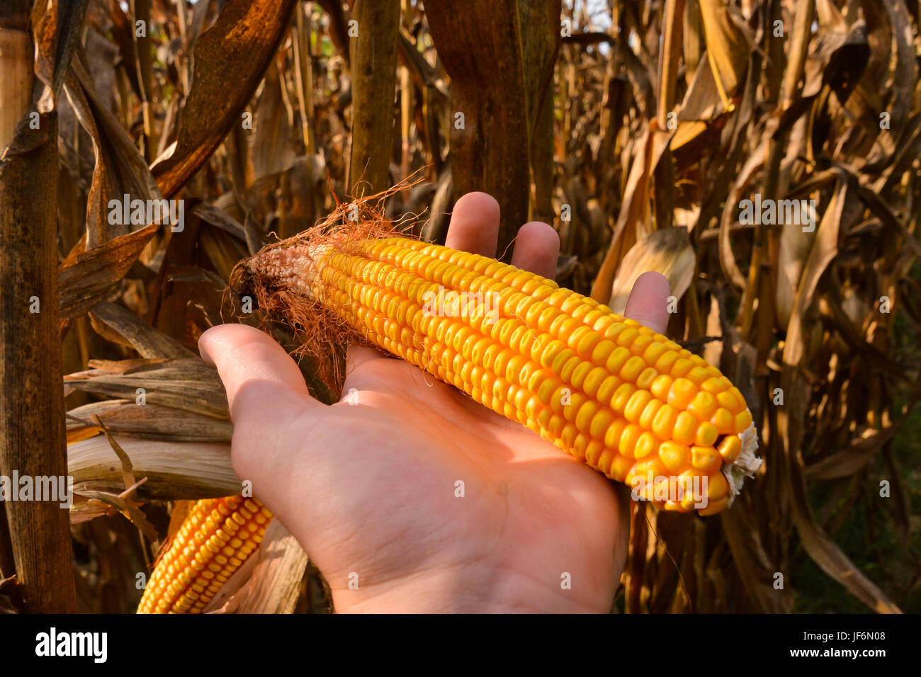 Corn Plant Background Stock Photo - Alamy