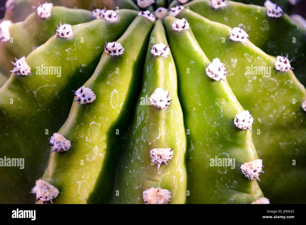 Cactus Texture Background Stock Photo - Alamy