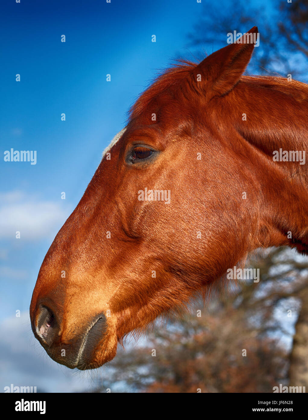 Horse stalion hi-res stock photography and images - Alamy