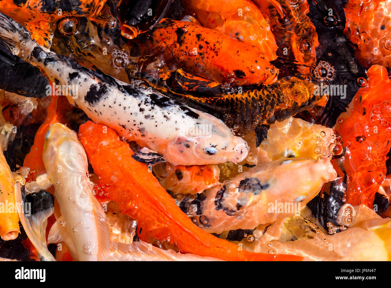 Fish texture hi-res stock photography and images - Alamy