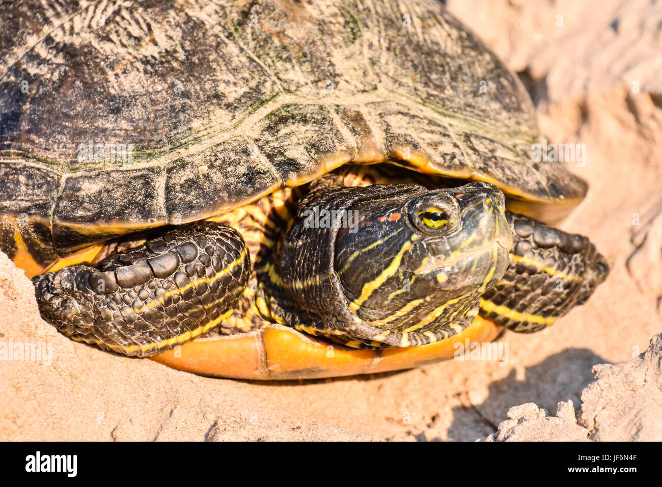 Trachemys Scripta Elegans Tortoise Stock Photo - Alamy