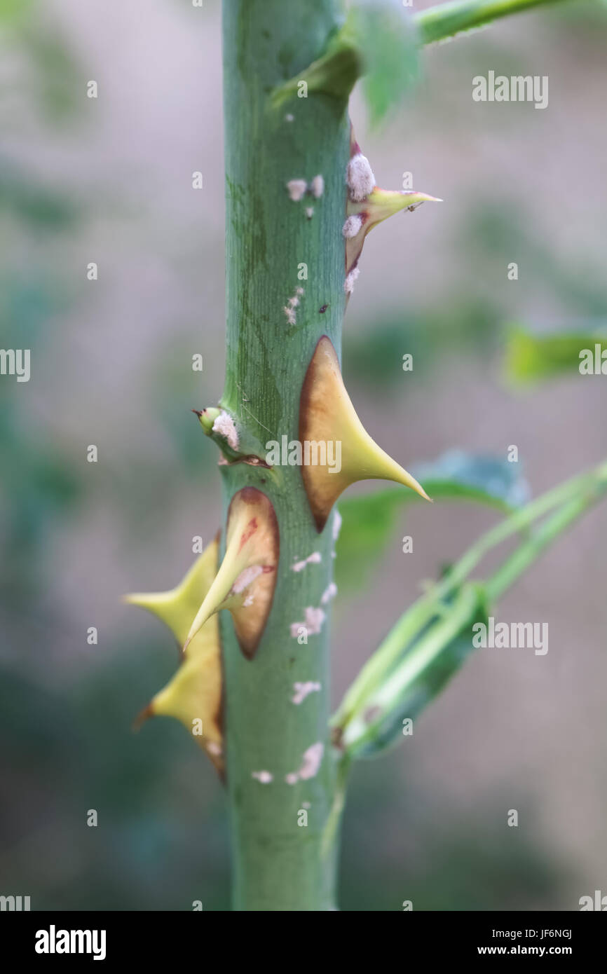 Rose thorn close up hi-res stock photography and images - Alamy