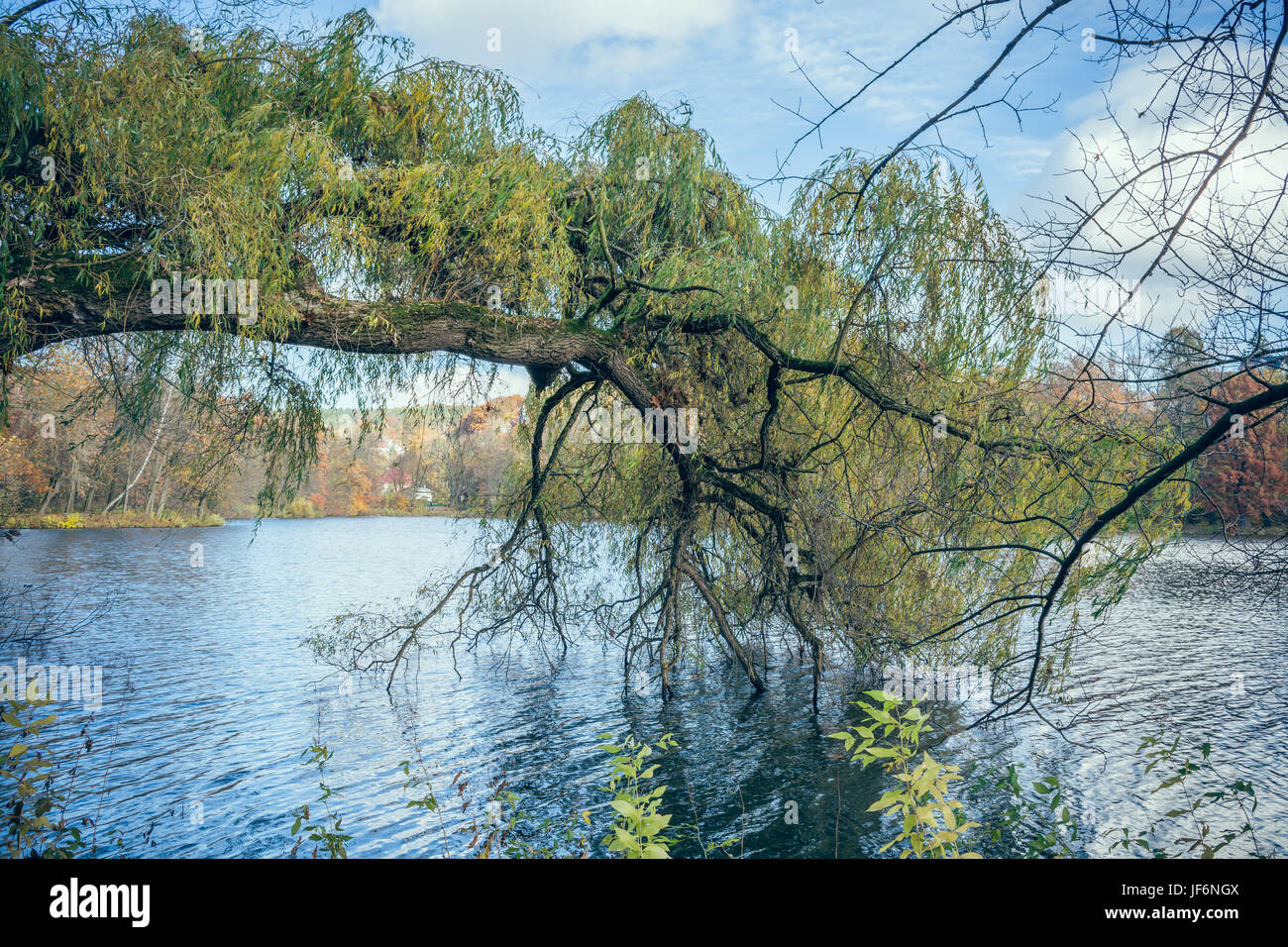 Falling over tree hi-res stock photography and images - Alamy