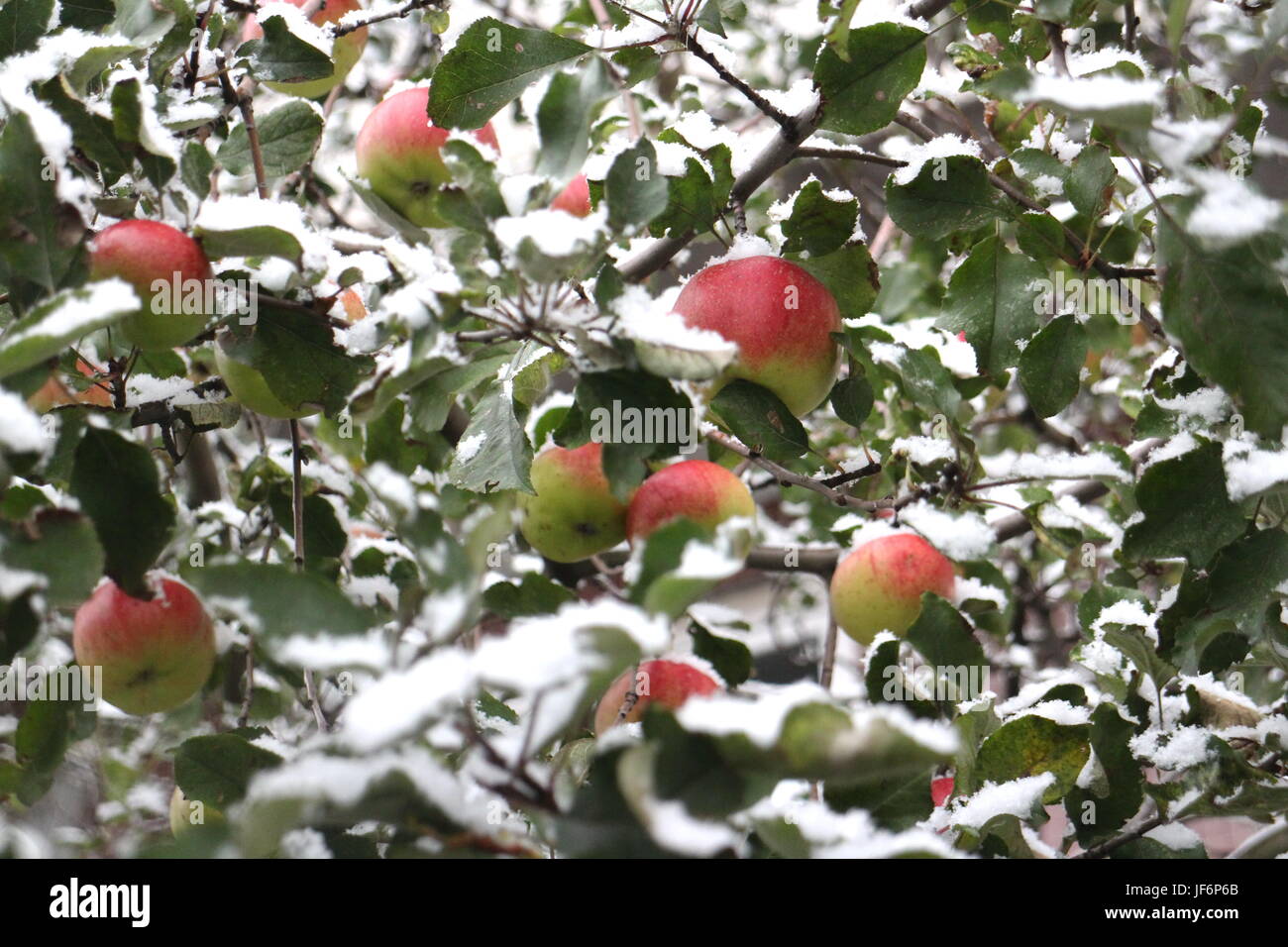 Apple apples under the snow Stock Photo - Alamy