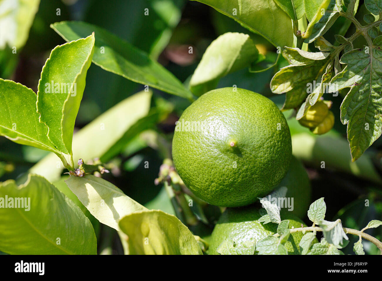 Lime Tree with fresh Limes Stock Photo - Alamy