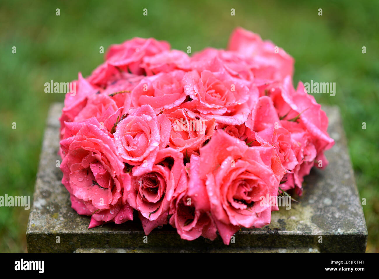 Rain on a display of roses on a graveyard memorial Stock Photo - Alamy