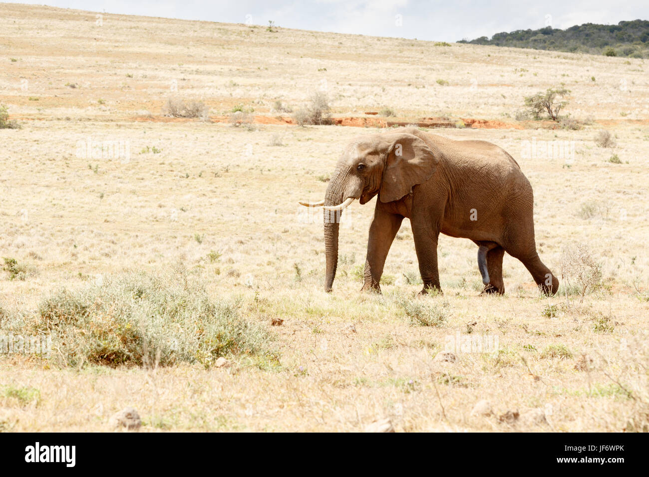 Elephant happy hi-res stock photography and images - Alamy