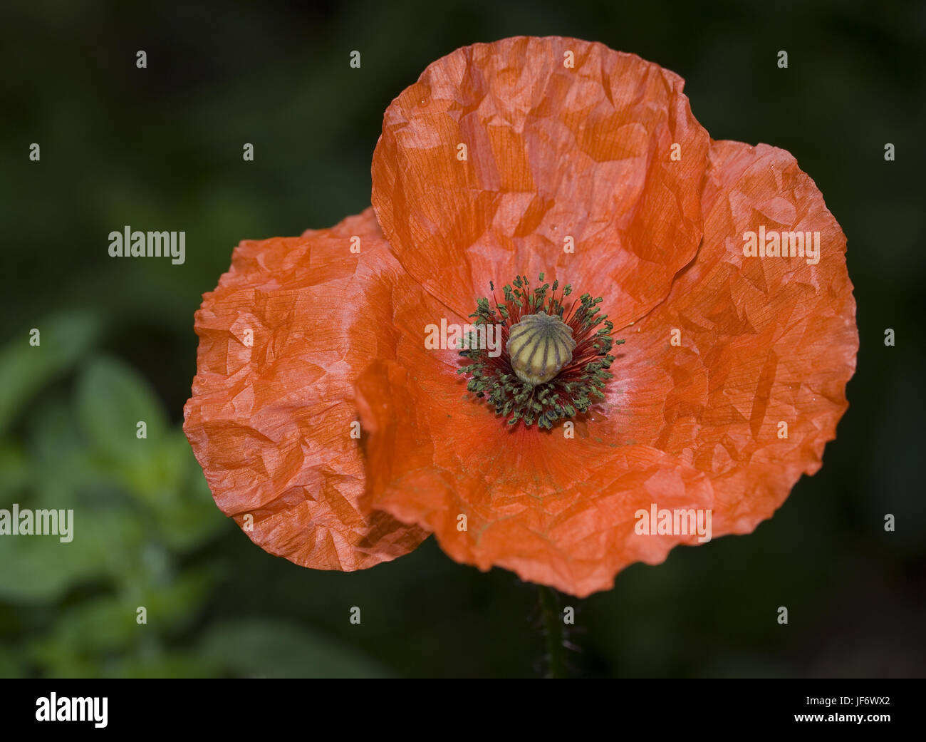 Corn poppy Papaver rhoeas Stock Photo - Alamy