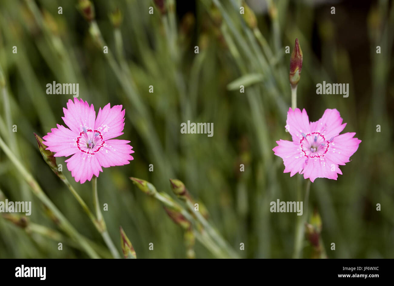 Maiden pink bloom hi-res stock photography and images - Alamy