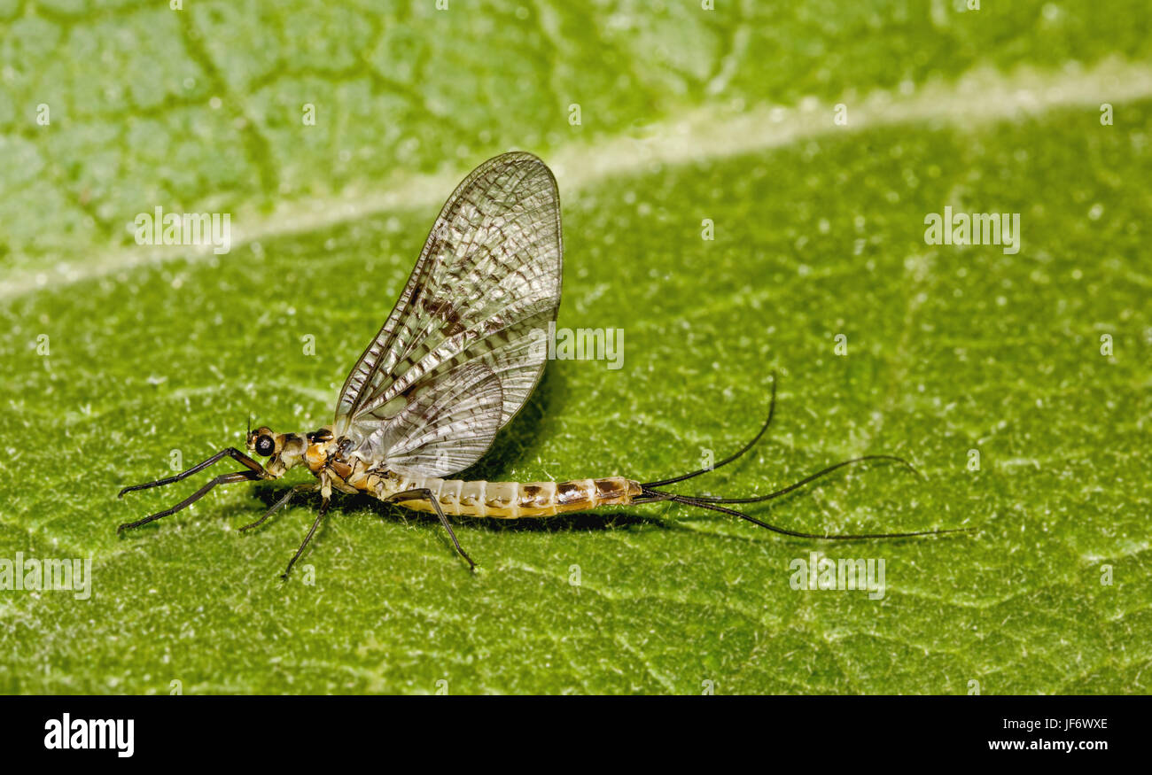 Green Drake Mayfly High Resolution Stock Photography and Images - Alamy