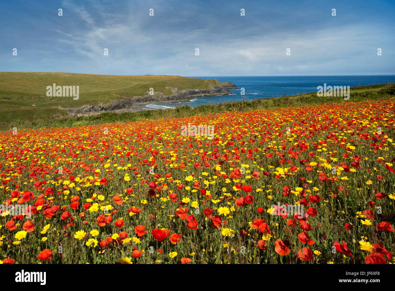 Poppy fields on the north Cornwall coast at Porth joke AKA polly joke ...
