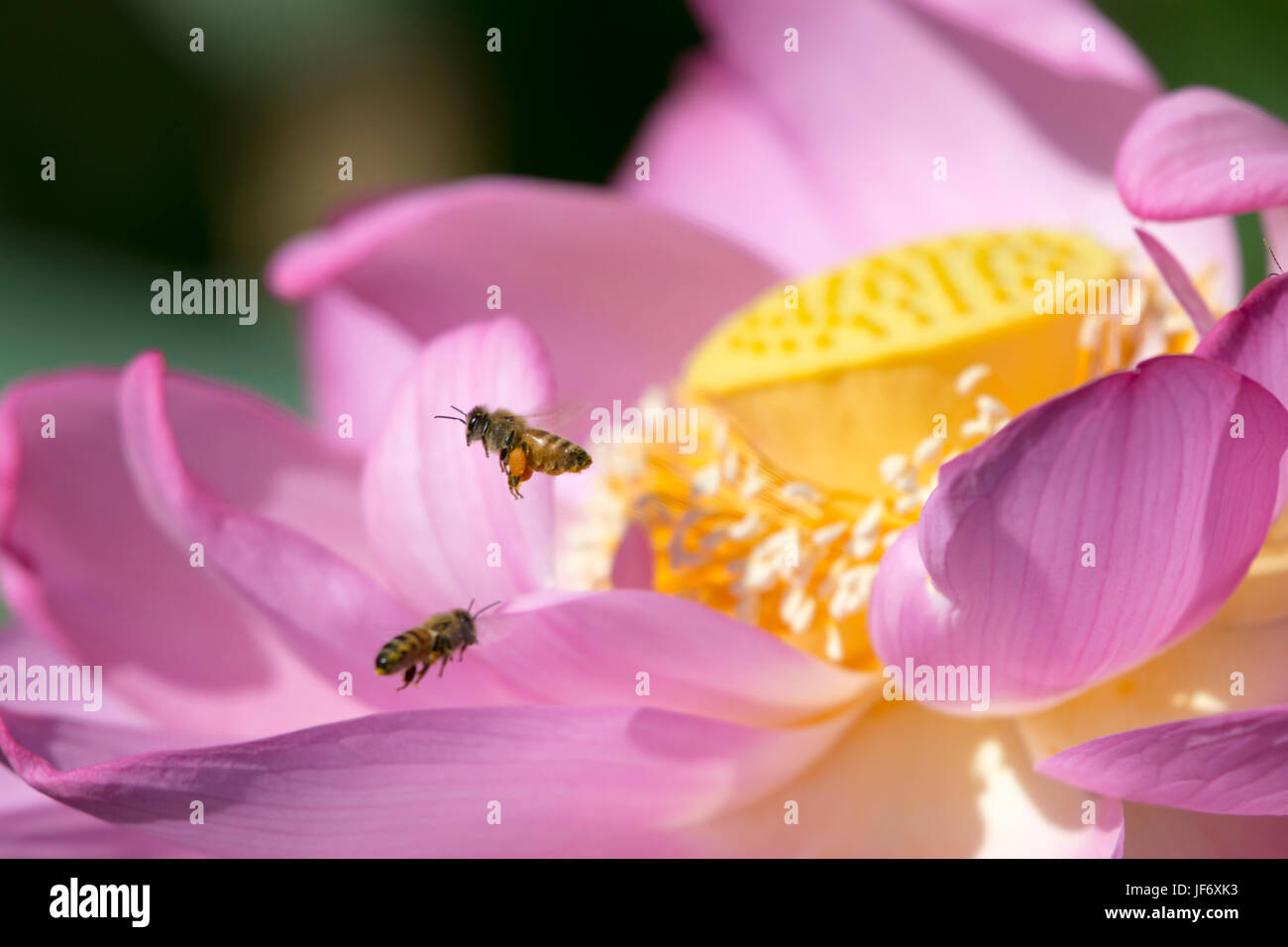 One honey bee, its pollen baskets fully loaded with pollen, leaves a lotus plant as another bee ...
