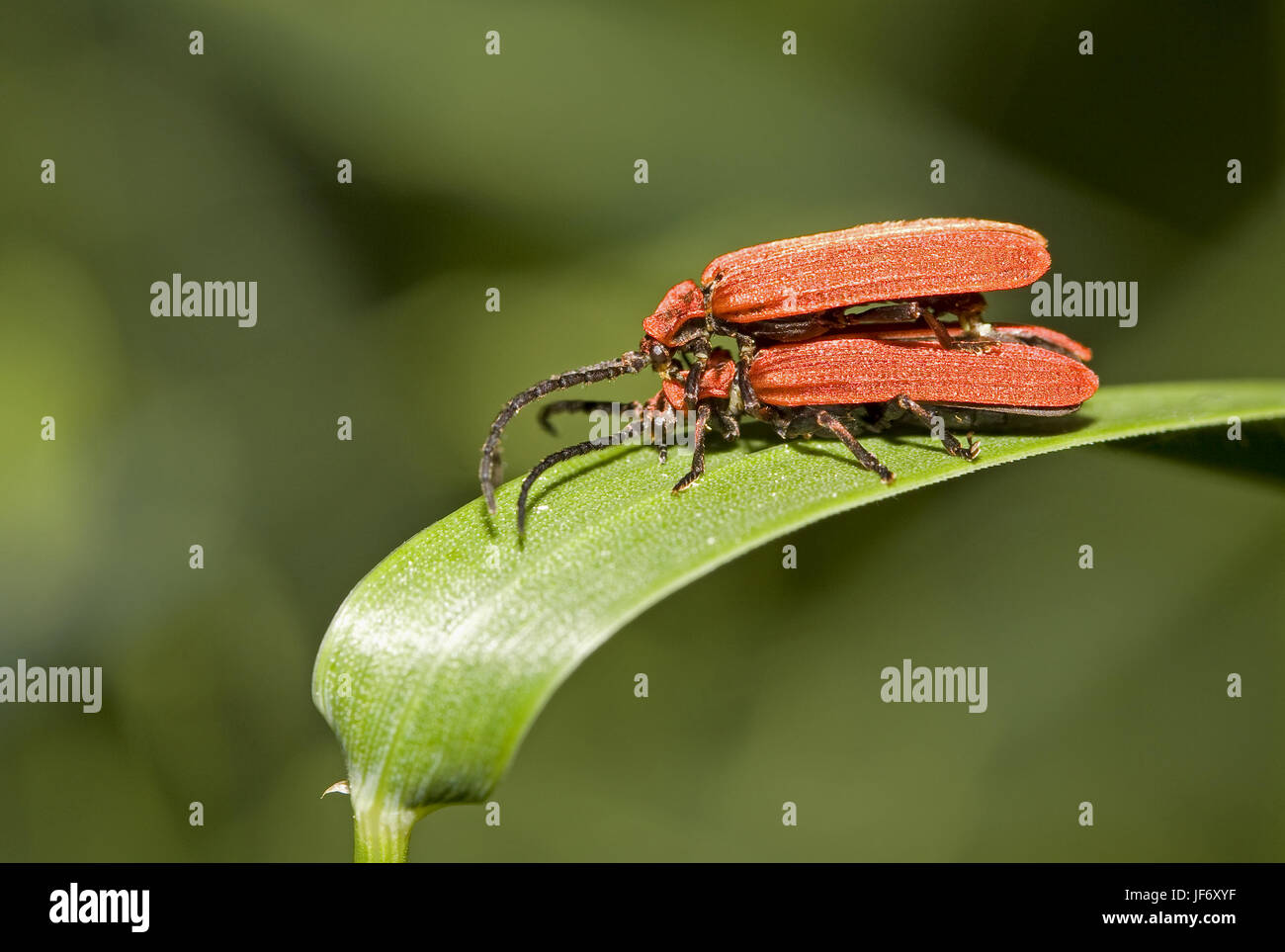 Red Net-winged Beetle Dictyoptera aurora Stock Photo - Alamy