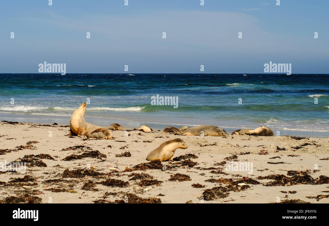 Sea-dogs (seals) playing on the beautiful beach at the sunny day in ...
