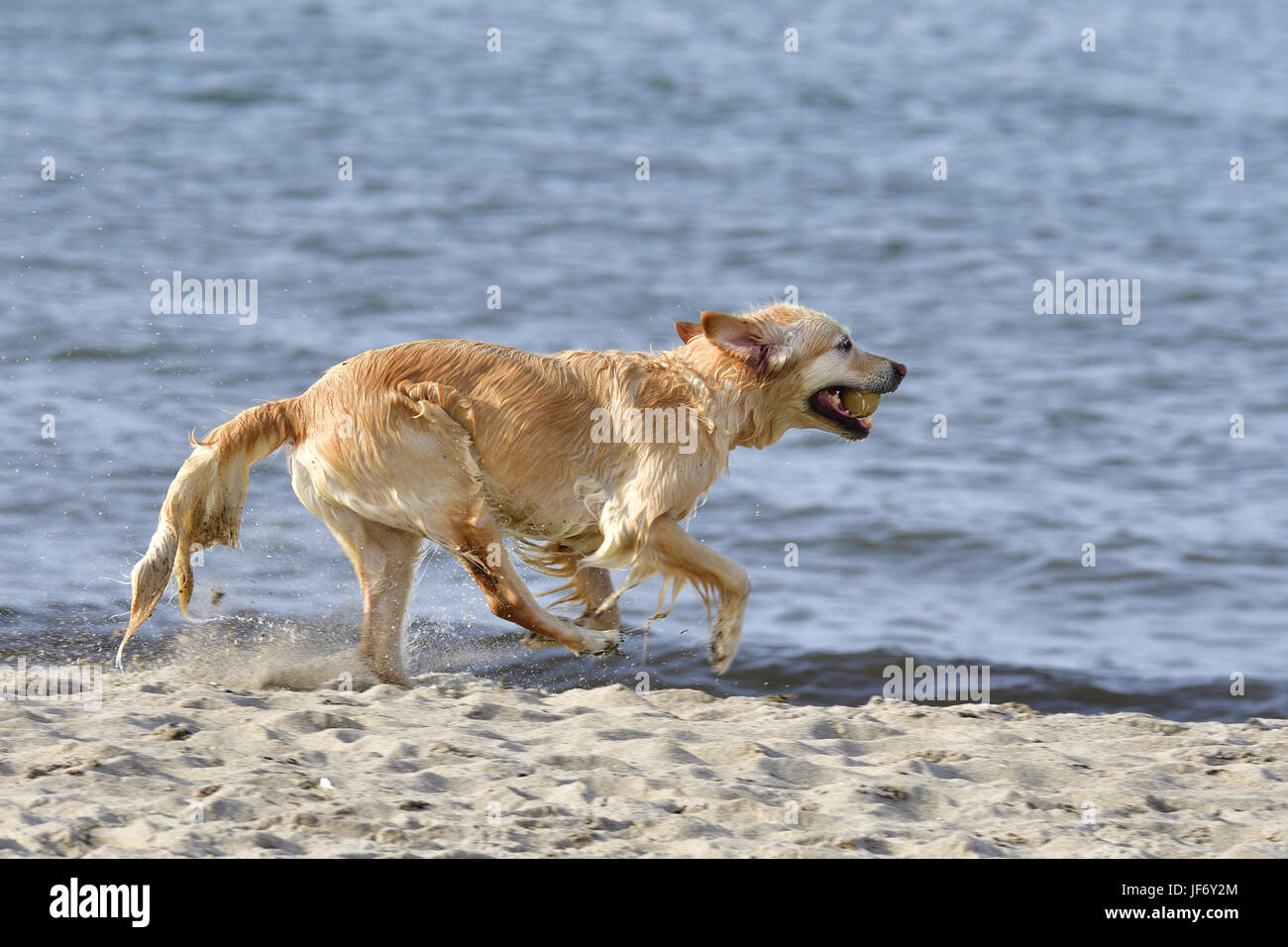 Joy golden hi-res stock photography and images - Alamy
