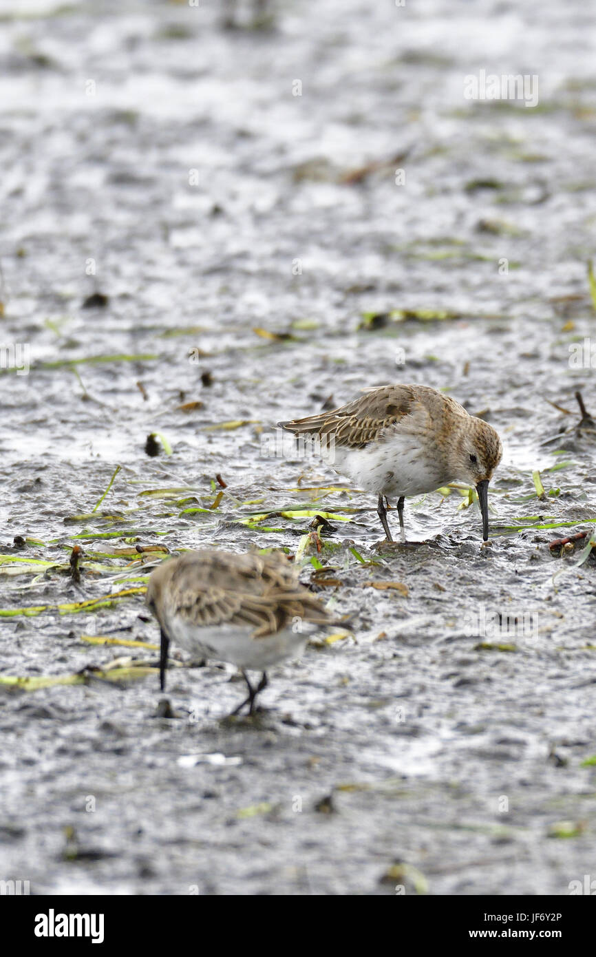 Like dunlin hi-res stock photography and images - Alamy