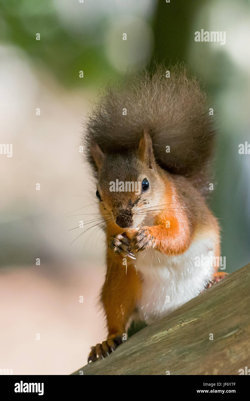 Indigenous squirrel hi-res stock photography and images - Alamy