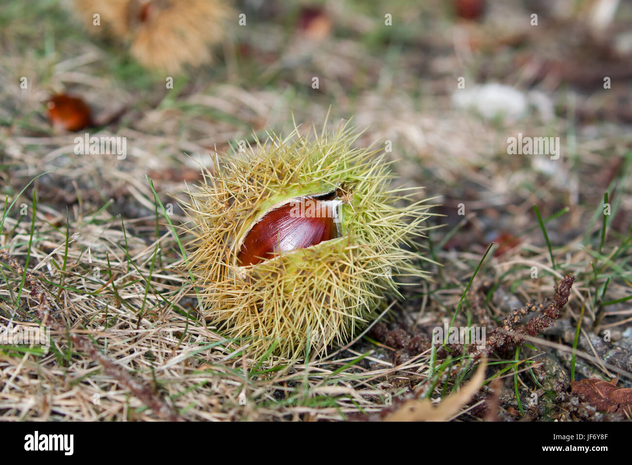 Sweet Chestnut in Shell Stock Photo - Alamy