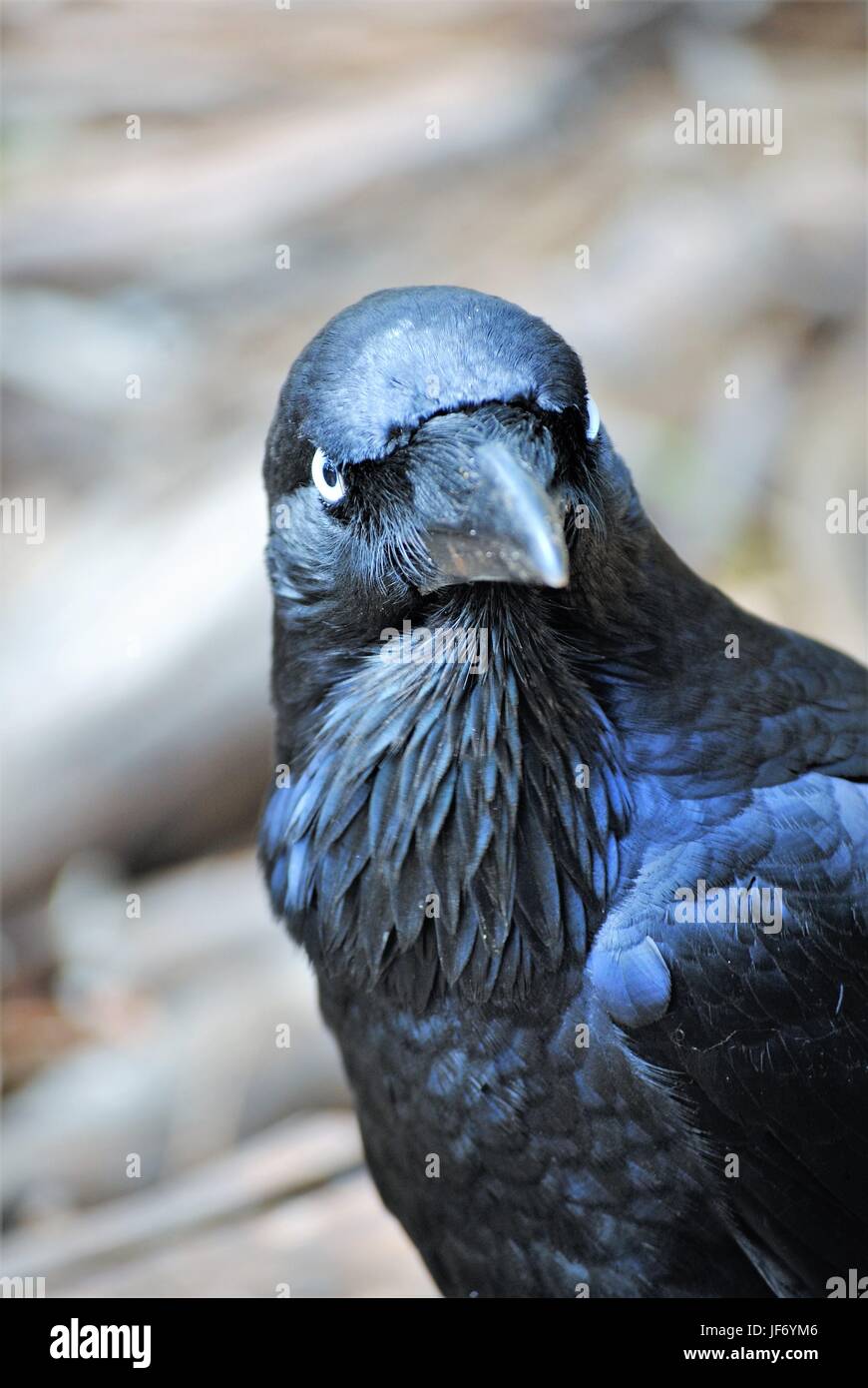 Eyed feathers hi-res stock photography and images - Alamy