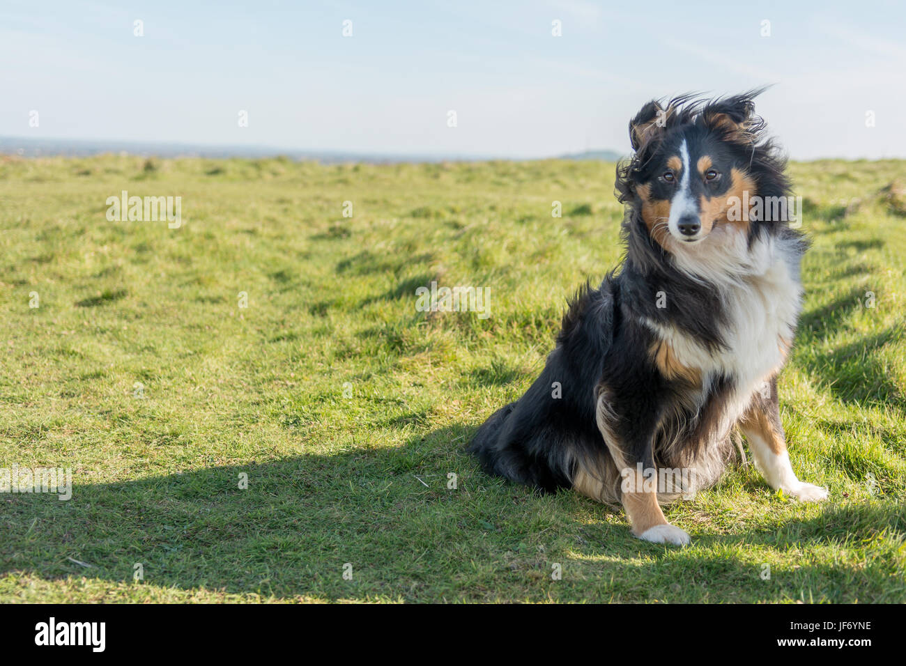 Shetland Sheepdog sitting Stock Photo - Alamy