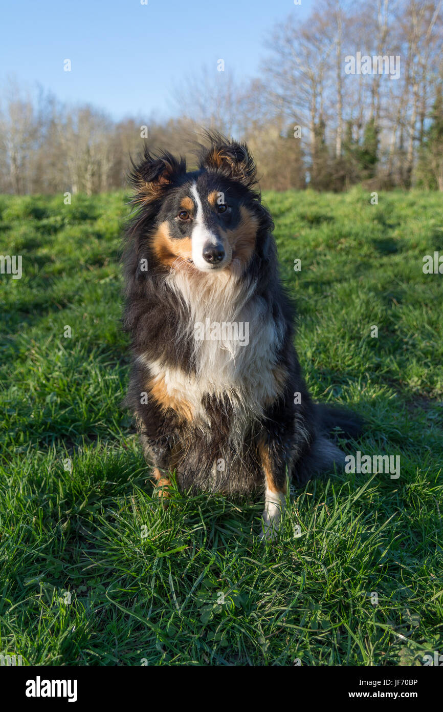 Shetland Sheepdog sitting Stock Photo - Alamy