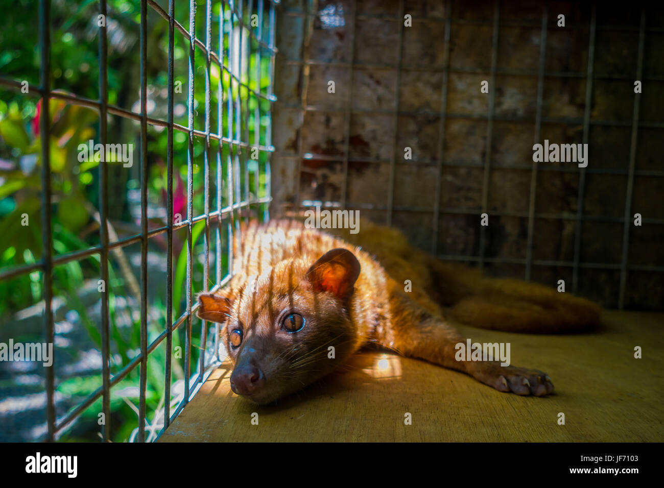 Asianpalmcivet hi-res stock photography and images - Alamy