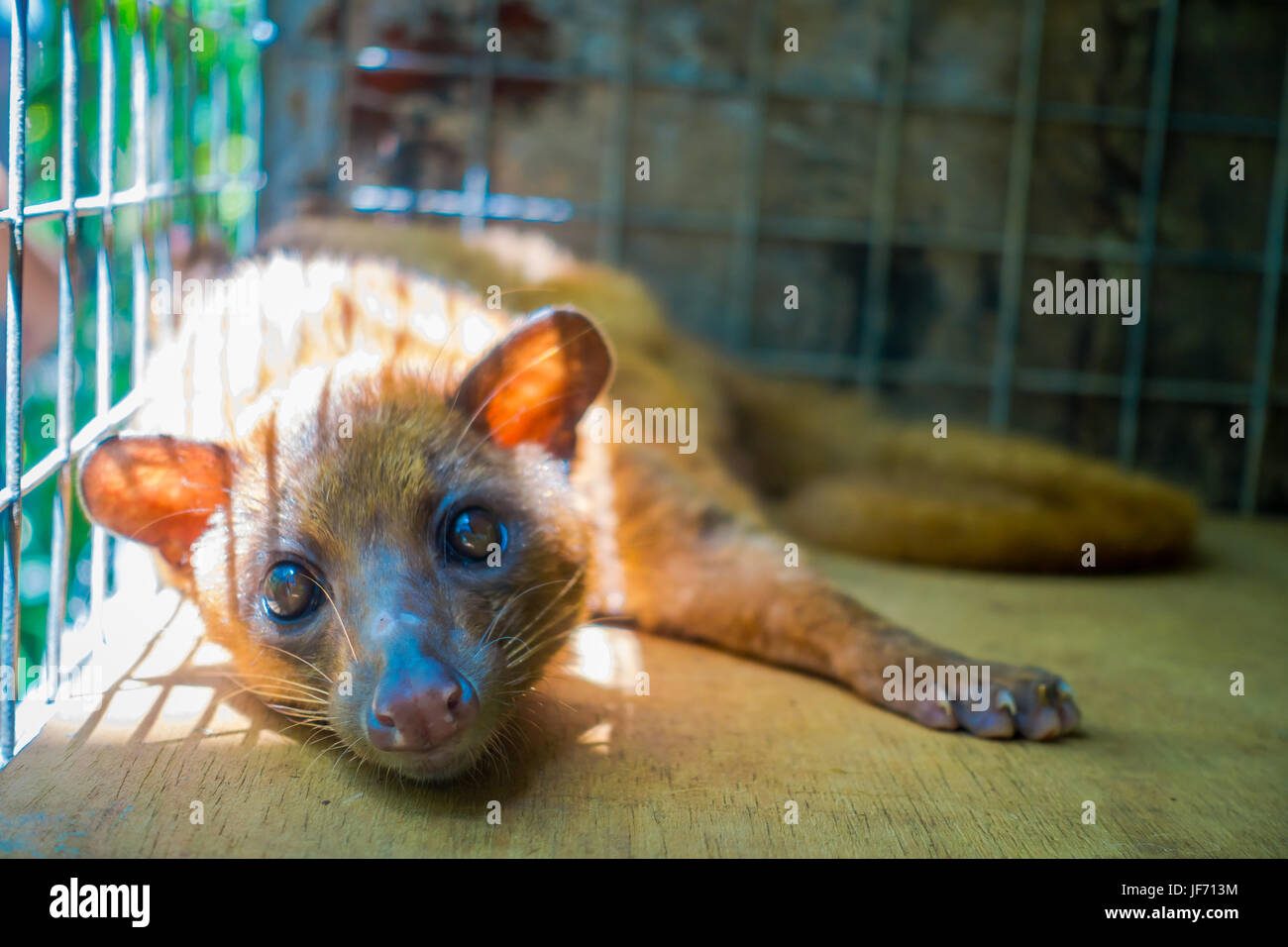 The animal, used for the production of expensive most gourmet coffee ...