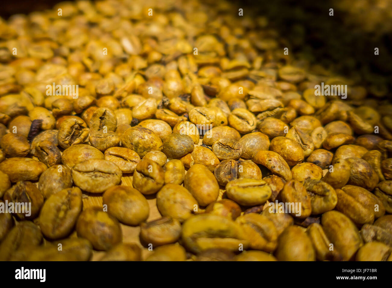Kopi luwak or civet coffee, is one of the world's most expensive and ...
