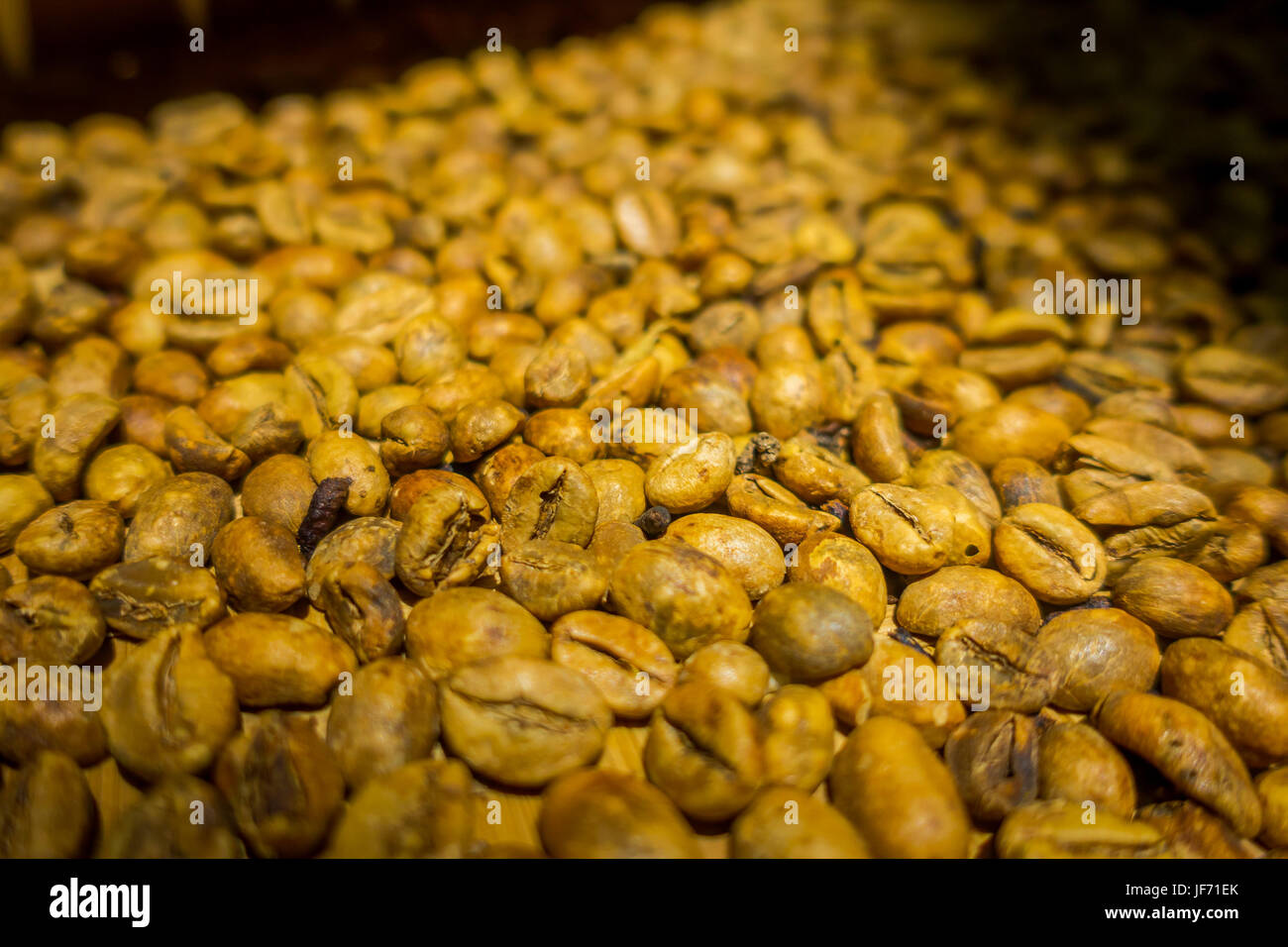 Kopi luwak or civet coffee, is one of the world's most expensive and ...