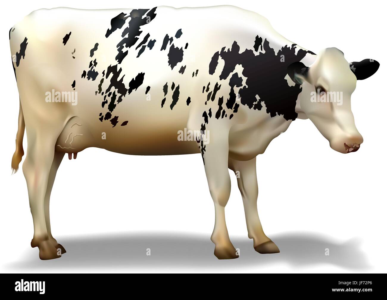 Cow isolate Stock Vector Images - Alamy