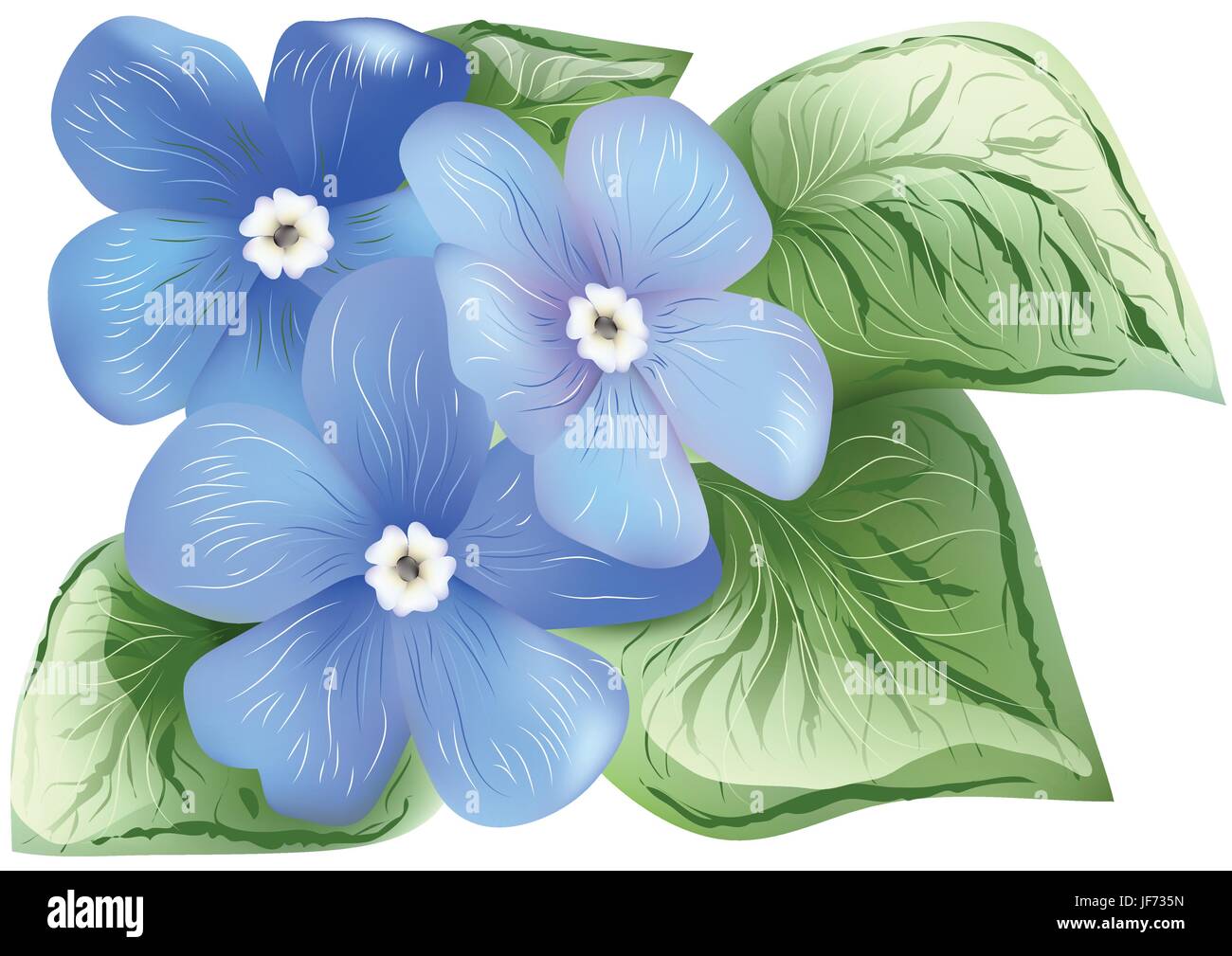 Brunnera macrophylla Stock Vector Images - Alamy