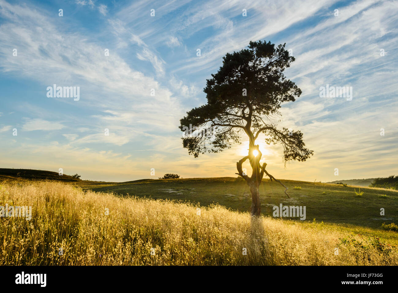 Pine at the field hi-res stock photography and images - Alamy