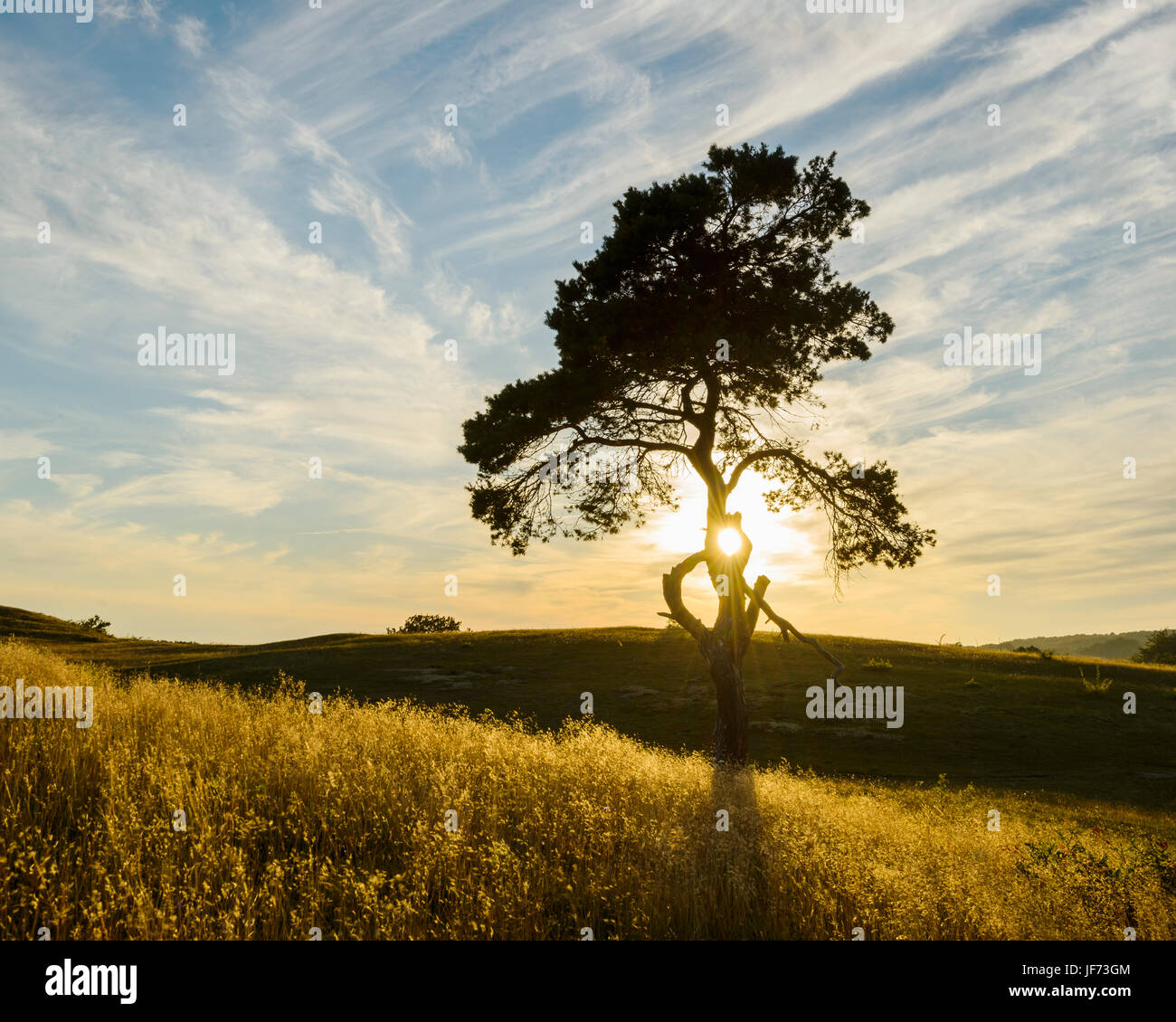 Pine tree in field at sunset Stock Photo - Alamy