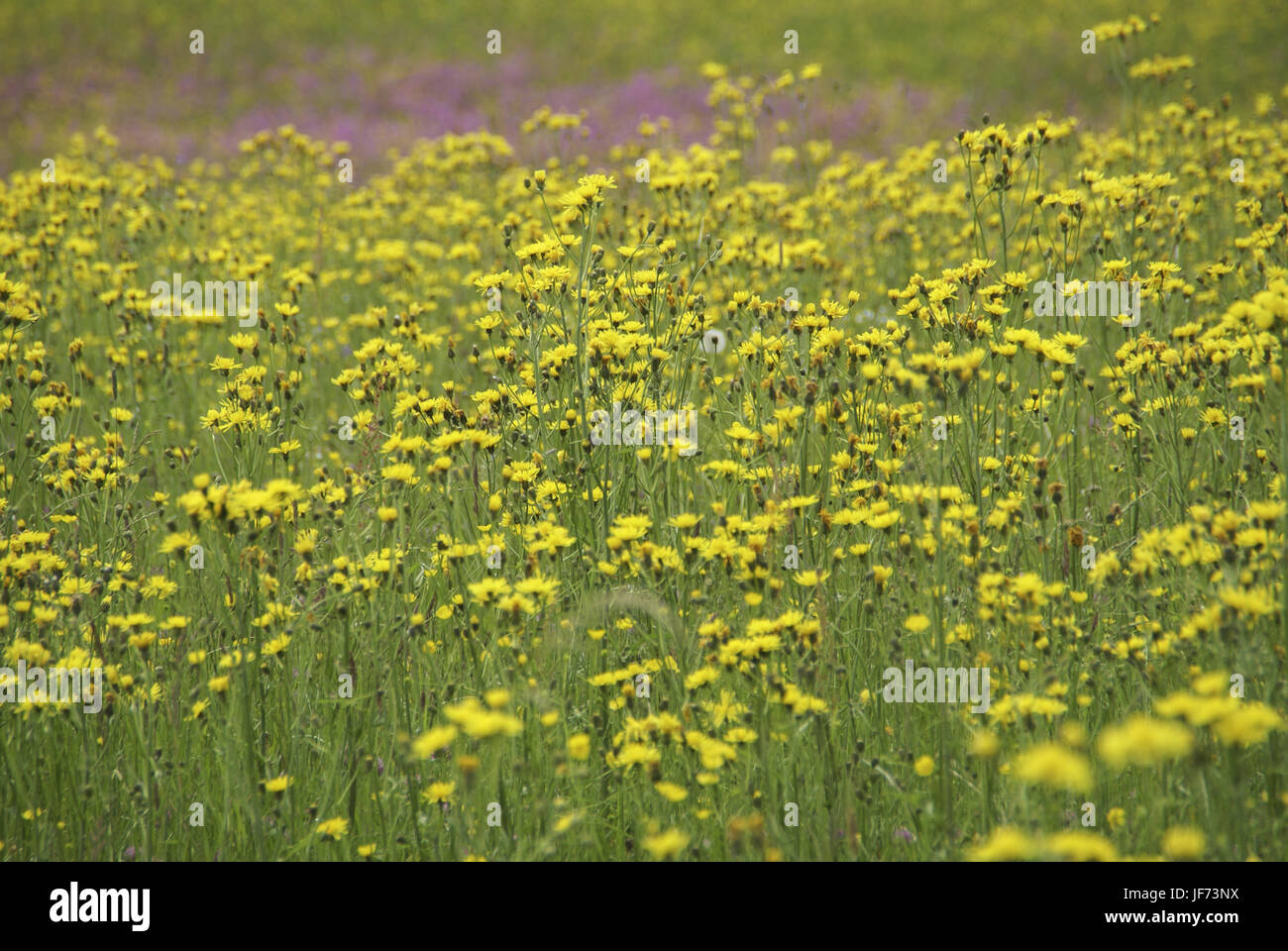 meadow goat's-beard and Ragged-Robin, Germany Stock Photo - Alamy