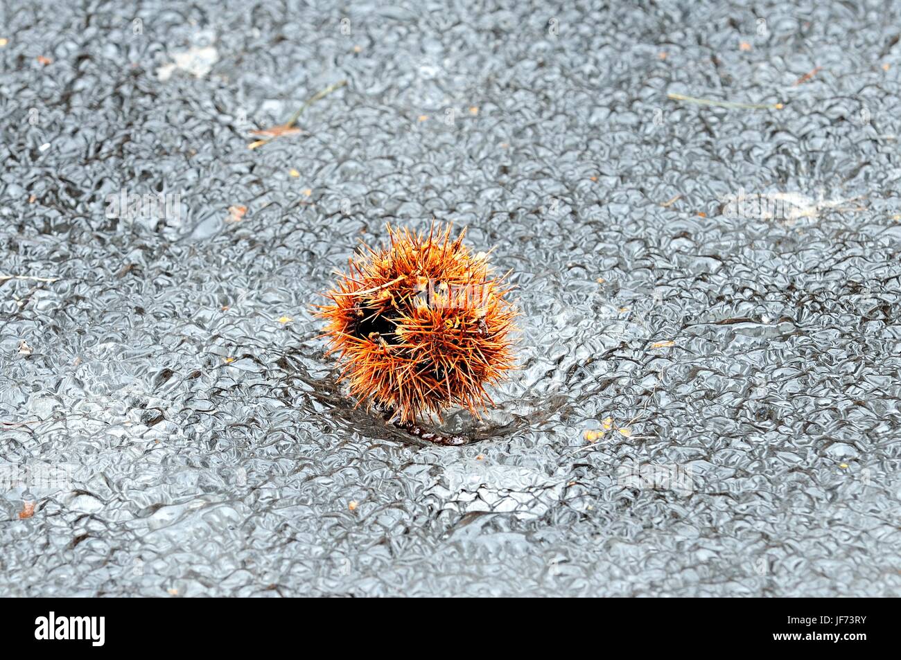 Chestnut fruit capsule on the ice Stock Photo - Alamy