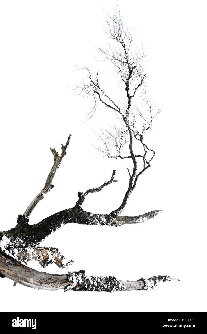 Dead snow Cut Out Stock Images & Pictures - Alamy