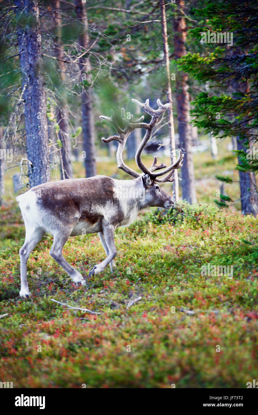 One reindeer walking hi-res stock photography and images - Alamy