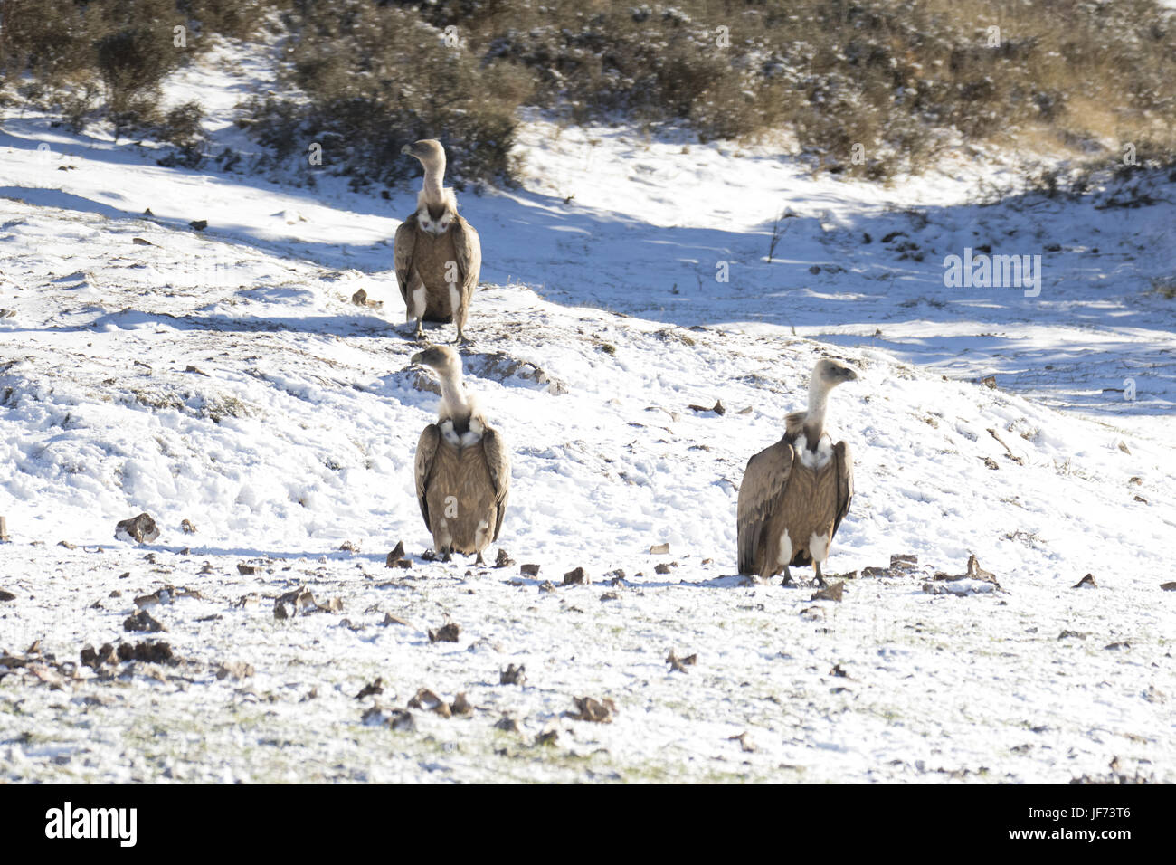 3 Vultures High Resolution Stock Photography and Images - Alamy