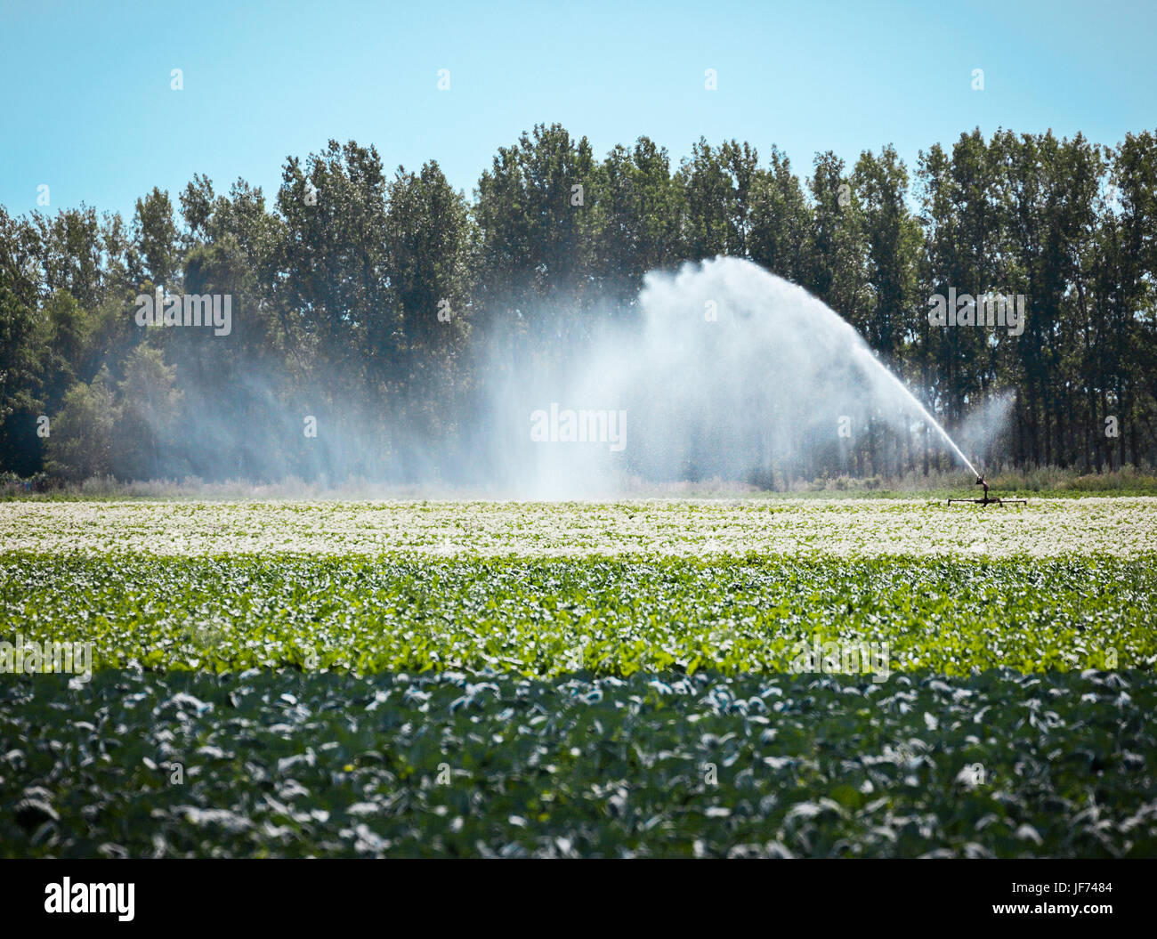 Sprinkler spraying water in field Stock Photo - Alamy