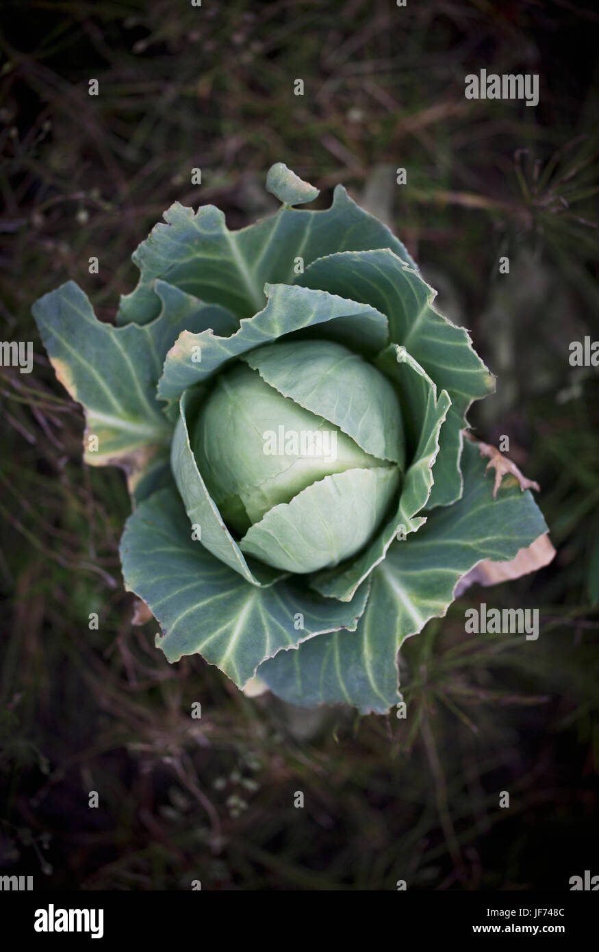 Overhead view of cabbage Stock Photo - Alamy