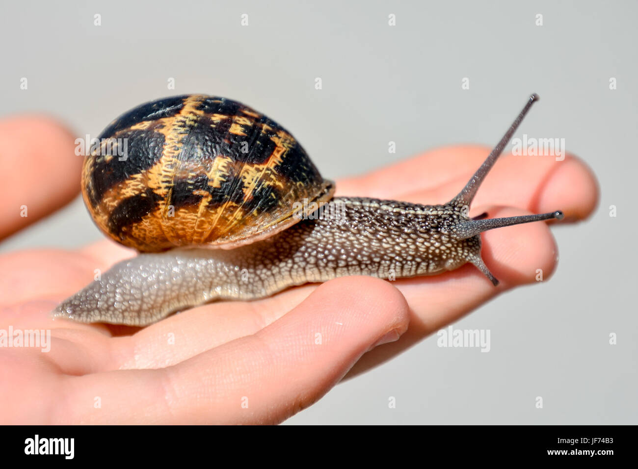 Edible snail escargot Stock Photo - Alamy