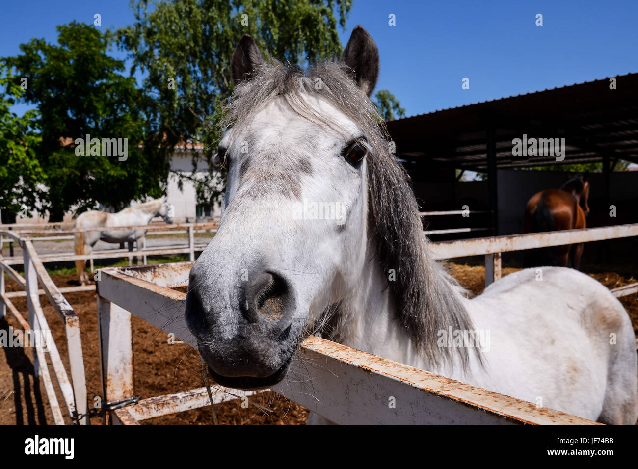 Horse on a farm Stock Photo - Alamy