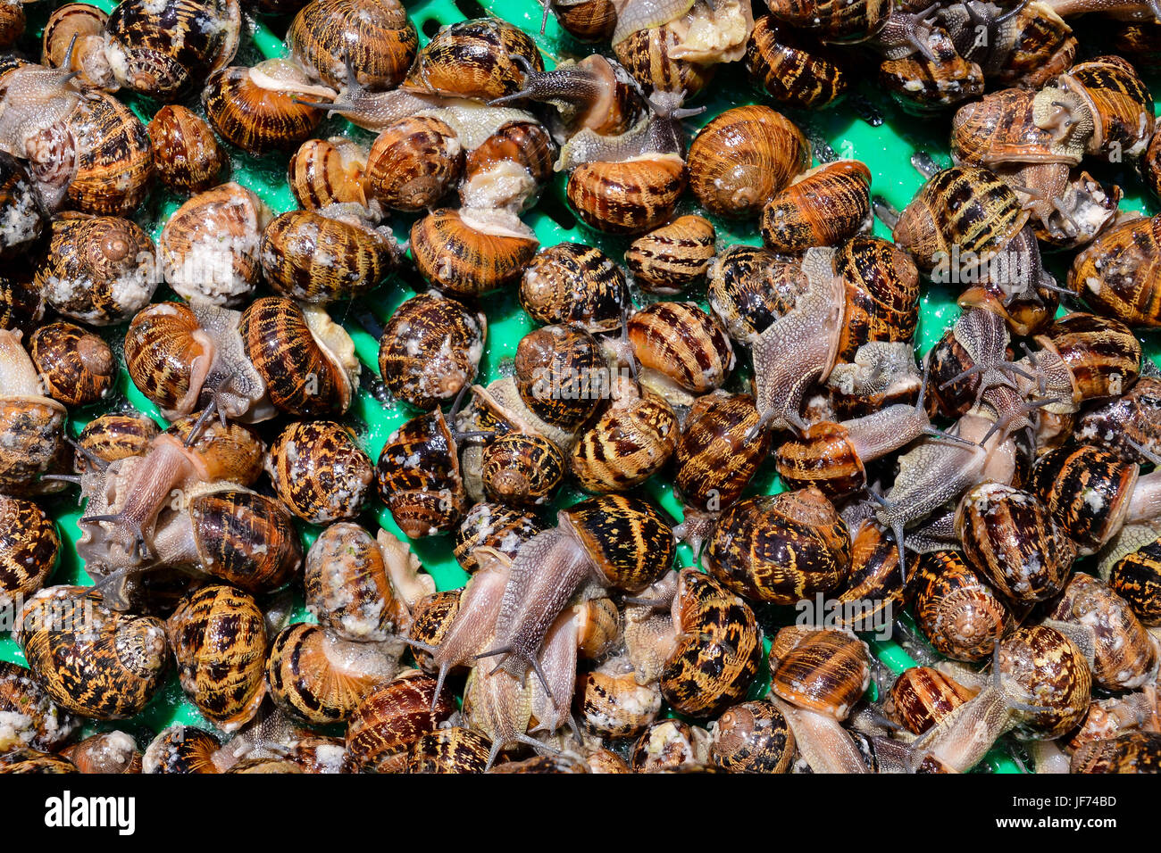 Edible snail escargot Stock Photo - Alamy