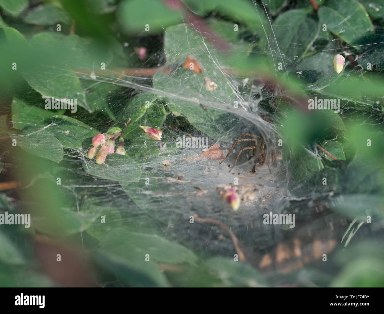 funnel-web spider, Agelena labyrinthica Stock Photo - Alamy